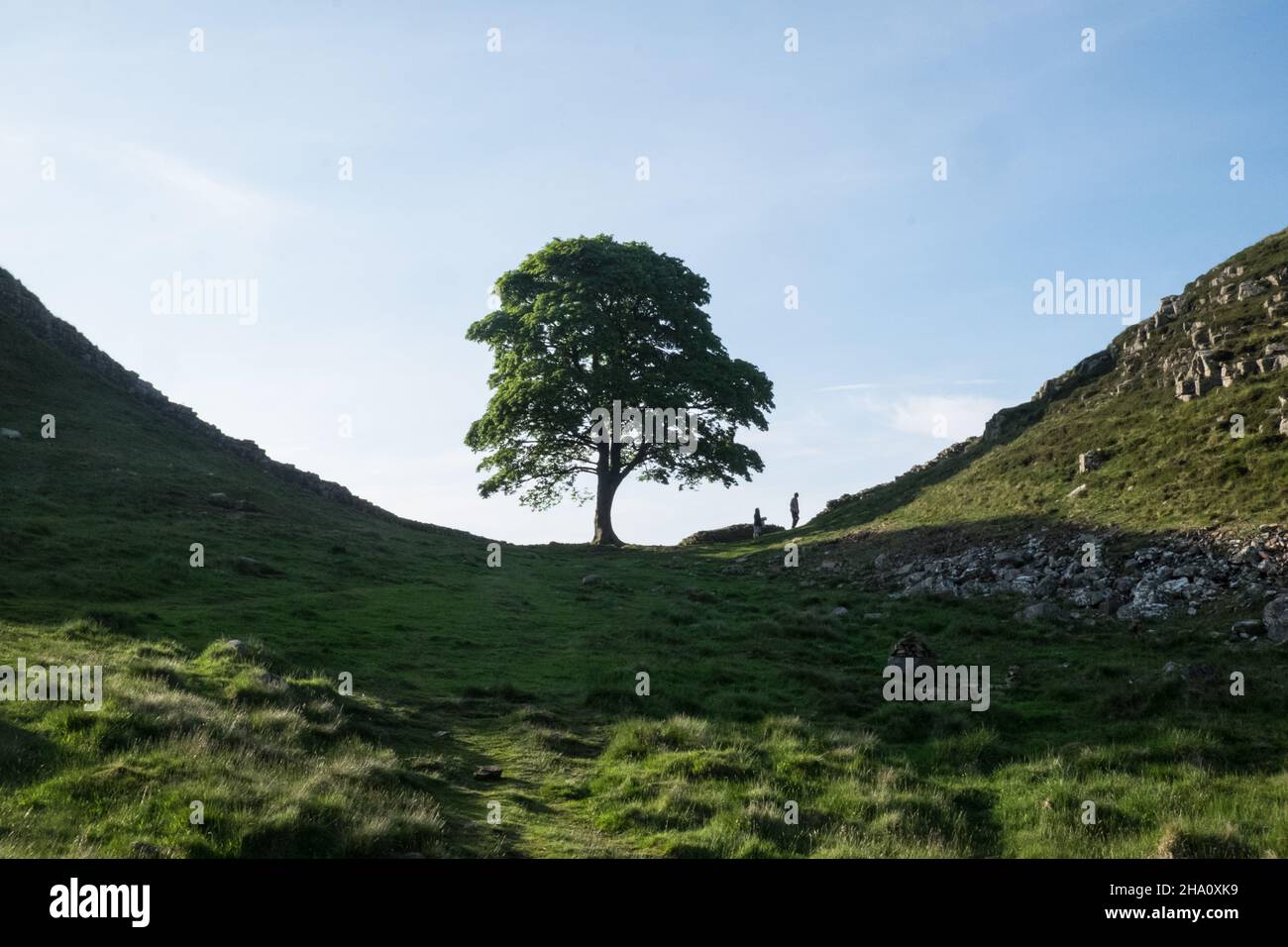 The Sycamore Gap Tree or Robin Hood Tree is a sycamore tree standing ...