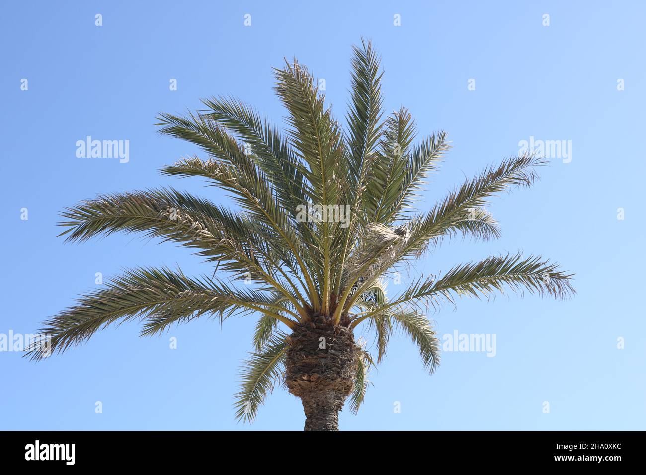 Palm tree in Cyprus Stock Photo - Alamy