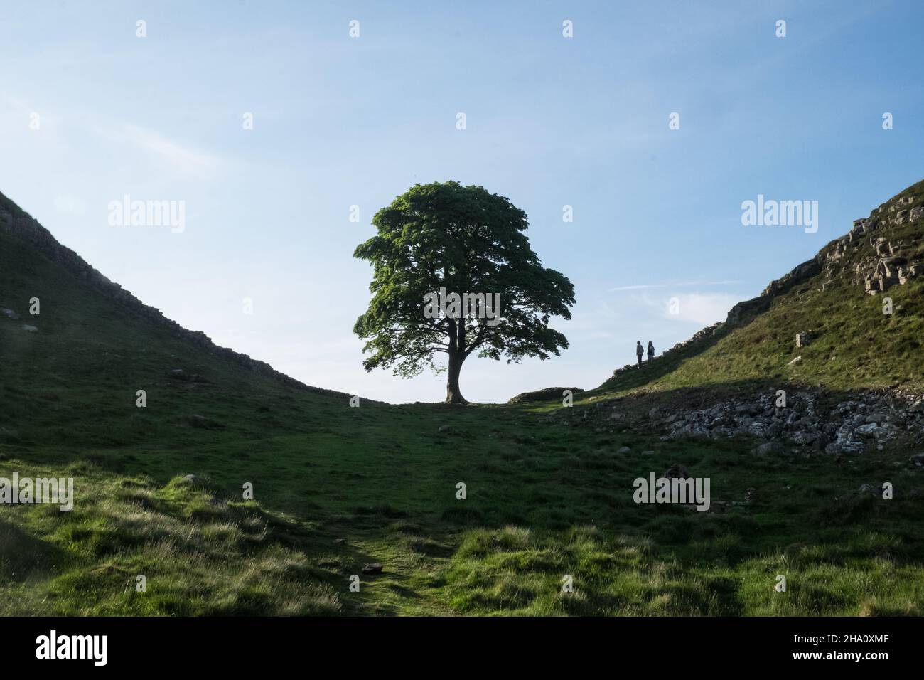 The Sycamore Gap Tree or Robin Hood Tree is a sycamore tree standing ...