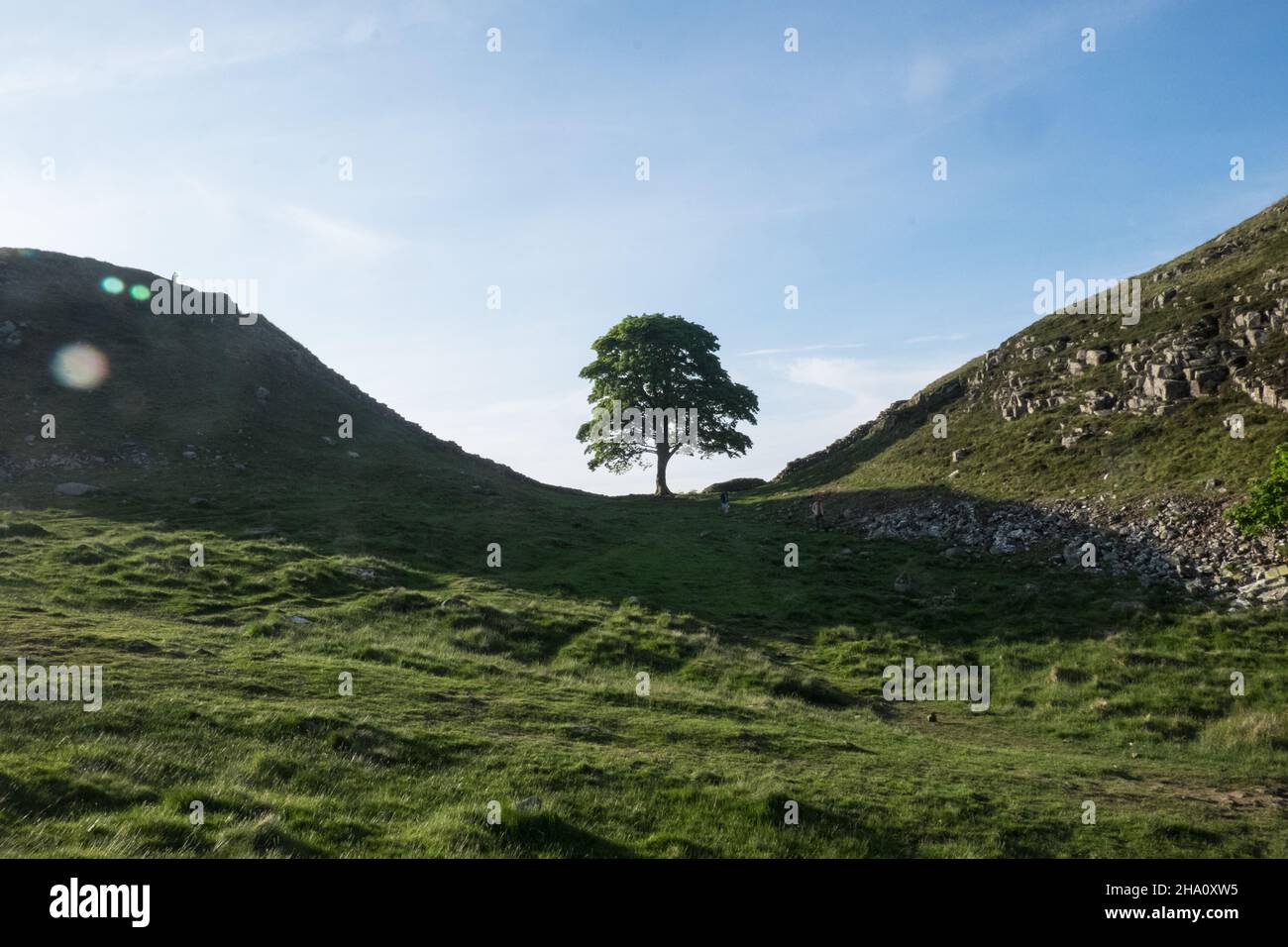 The Sycamore Gap Tree or Robin Hood Tree is a sycamore tree standing ...