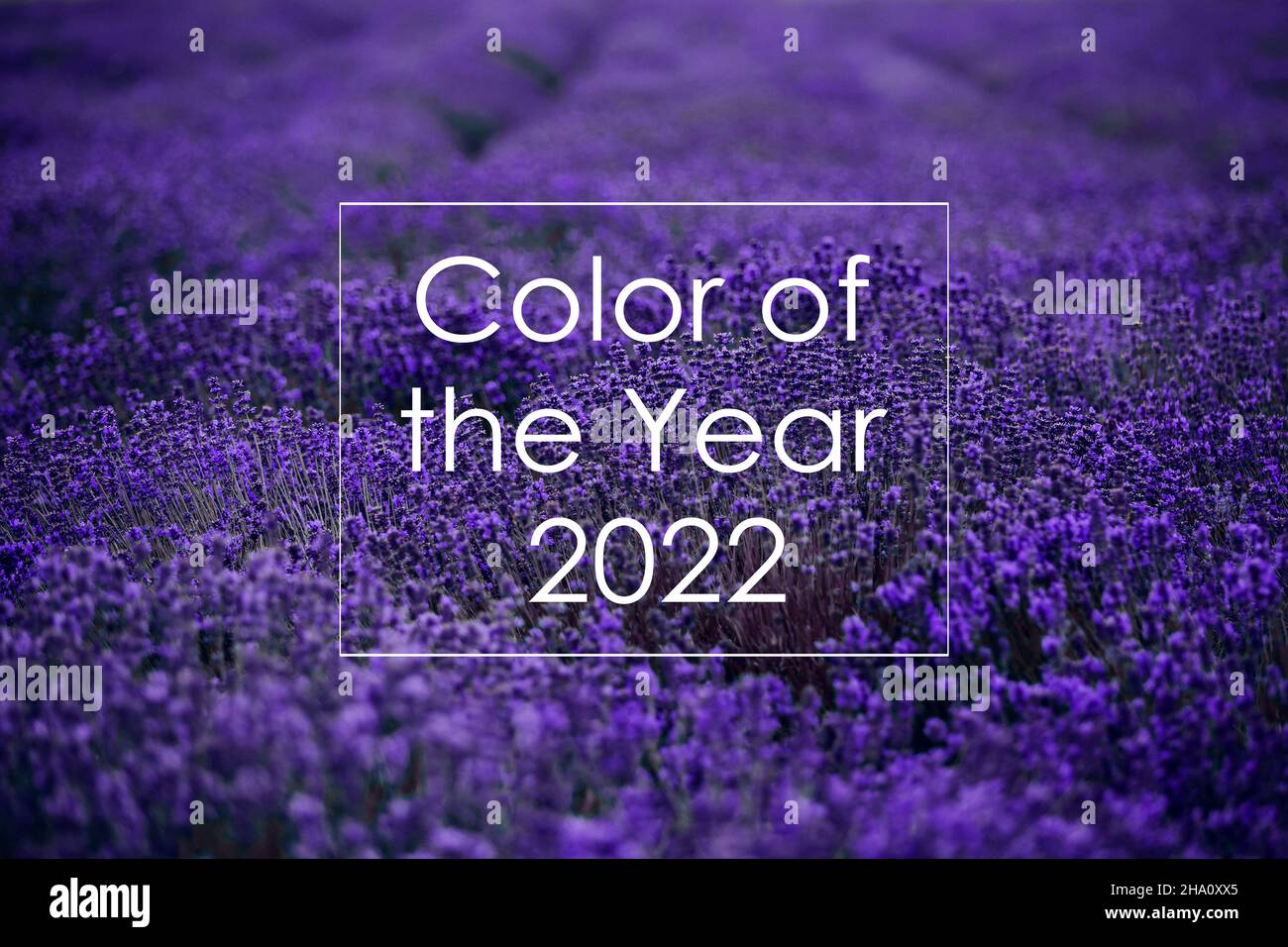 Color of the Year 2022 on Lavender flowers field background. Very Peri ...