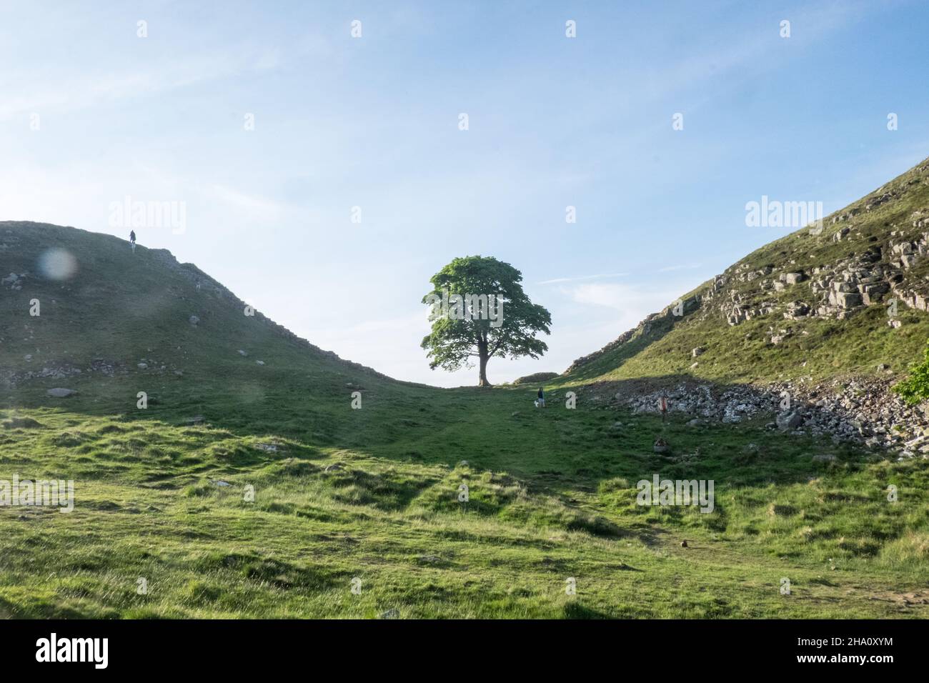 The Sycamore Gap Tree or Robin Hood Tree is a sycamore tree standing ...