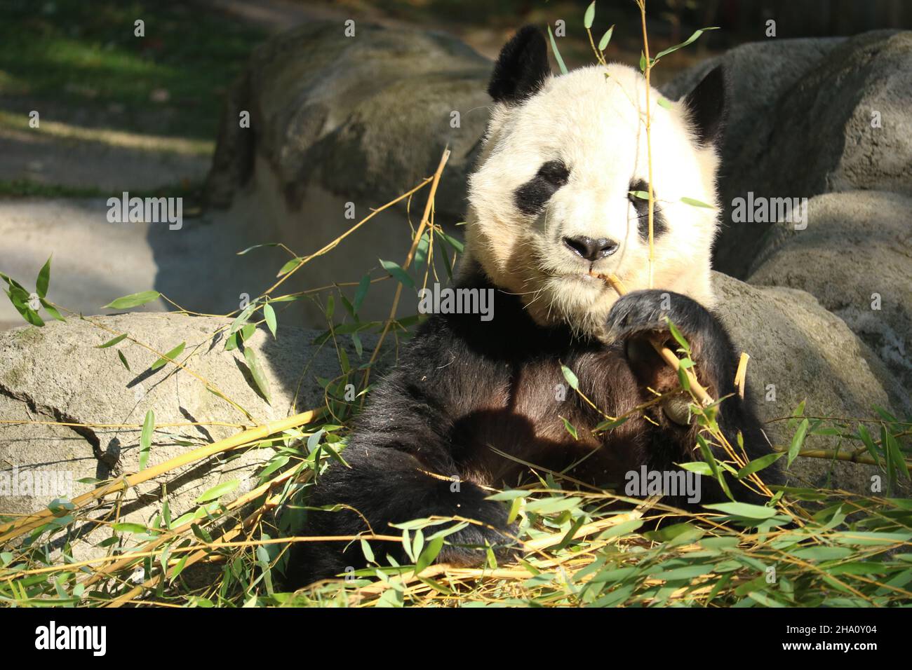 Giant Panda eating bamboo at Madrid Zoo, Spain Stock Photo - Alamy