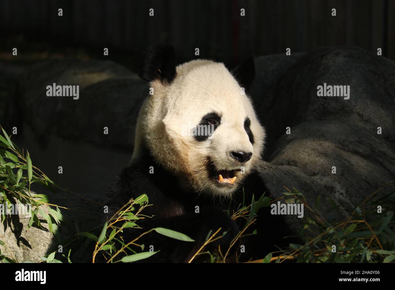 Giant Panda at Madrid Zoo, Spain Stock Photo - Alamy