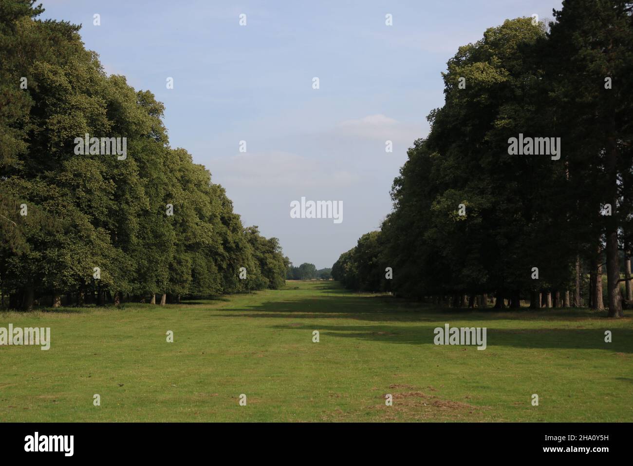 Two rows of trees together at Tatton Park, Cheshire Stock Photo - Alamy