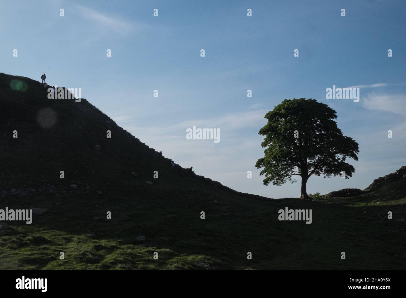 The Sycamore Gap Tree or Robin Hood Tree is a sycamore tree standing ...