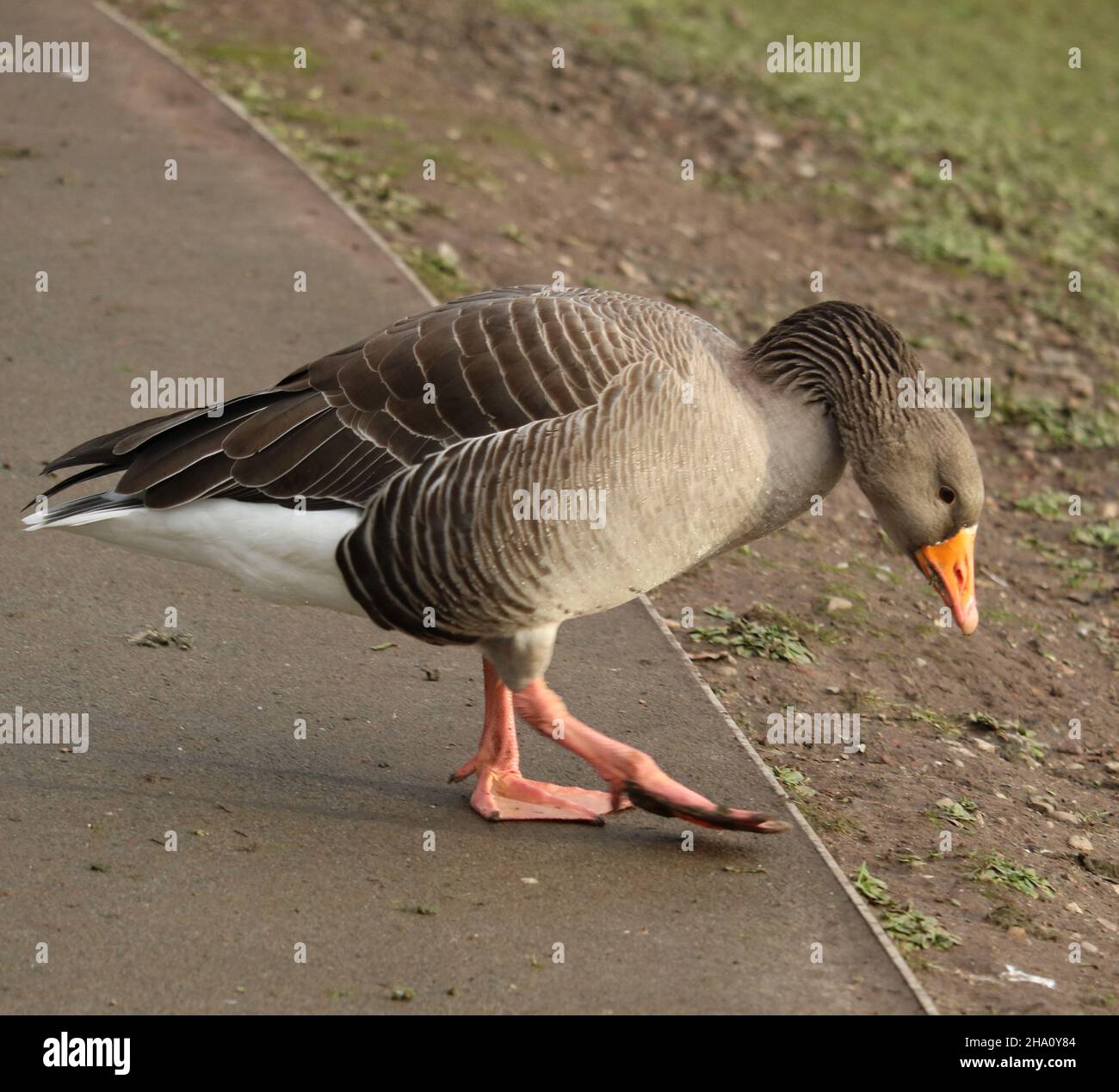 Goose looking down hi-res stock photography and images - Alamy