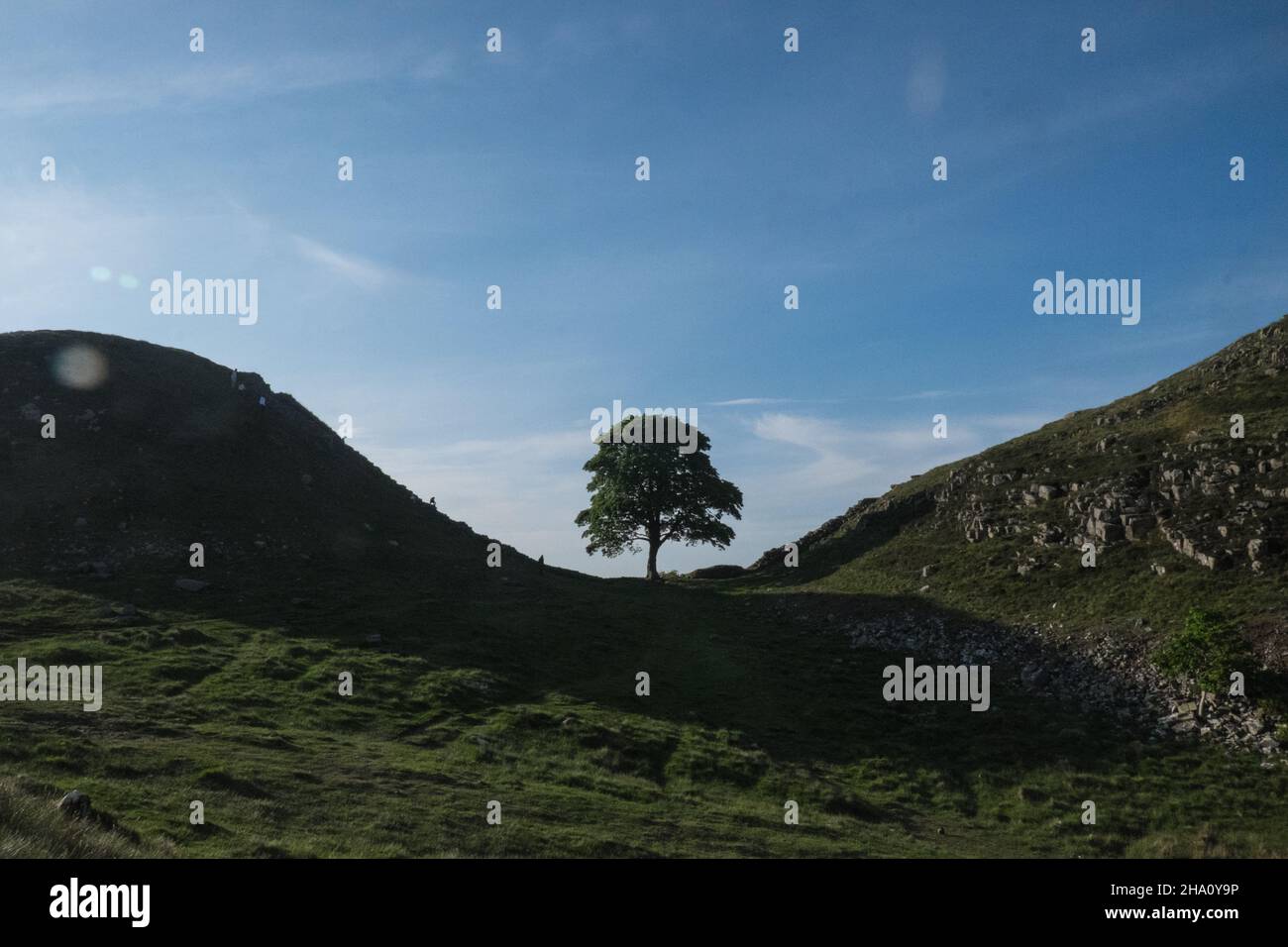 The Sycamore Gap Tree or Robin Hood Tree is a sycamore tree standing ...
