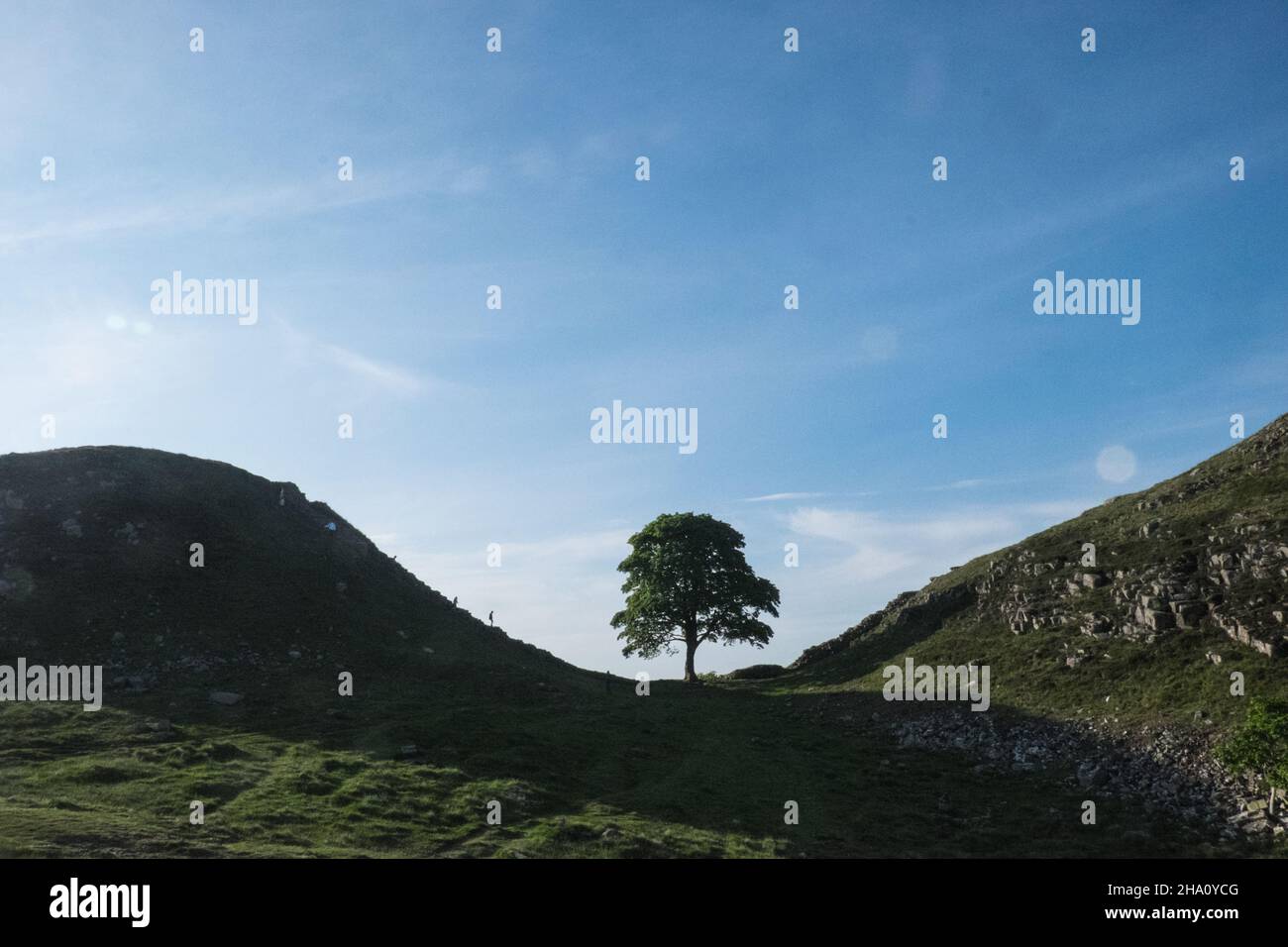The Sycamore Gap Tree or Robin Hood Tree is a sycamore tree standing ...