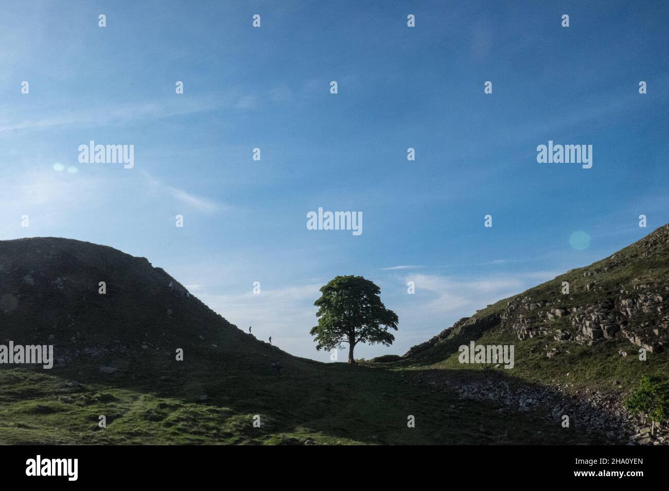 The Sycamore Gap Tree or Robin Hood Tree is a sycamore tree standing ...
