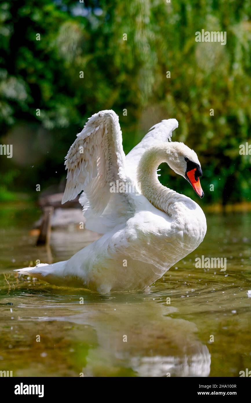 Vertical shot of a white swan in a pond Stock Photo - Alamy
