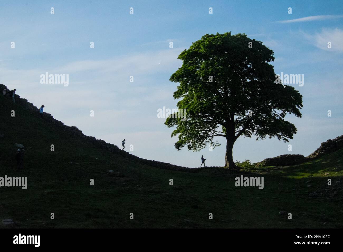 The Sycamore Gap Tree or Robin Hood Tree is a sycamore tree standing ...