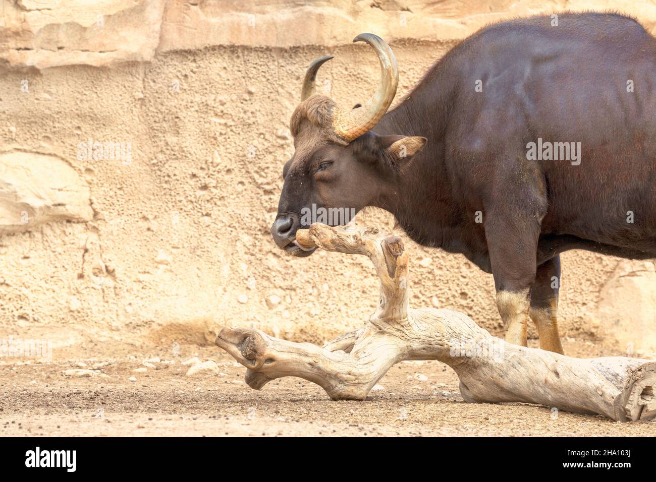 Muscle cow hi-res stock photography and images - Alamy