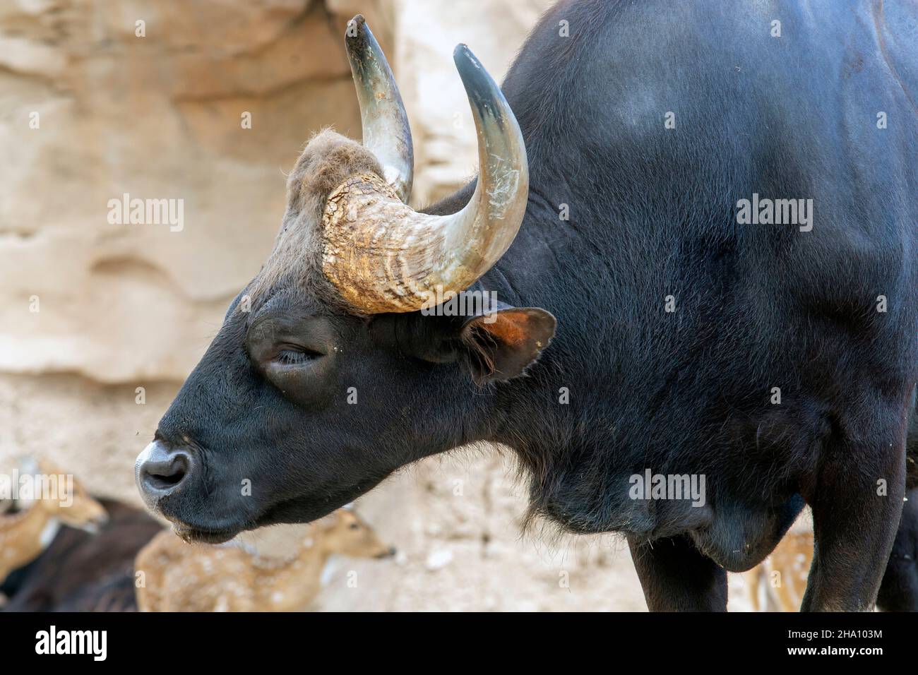 Muscle cow hi-res stock photography and images - Alamy
