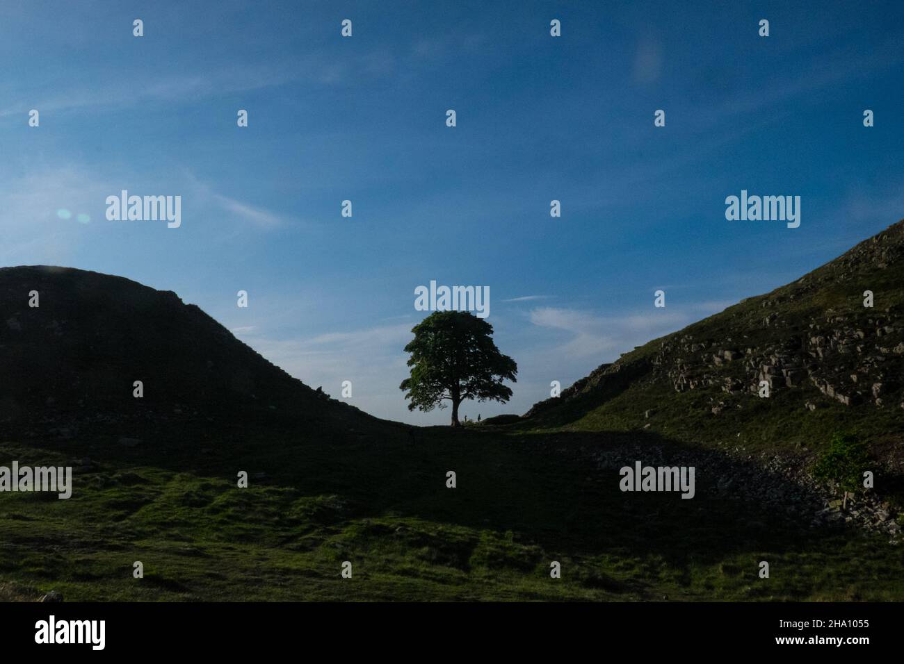 The Sycamore Gap Tree or Robin Hood Tree is a sycamore tree standing ...