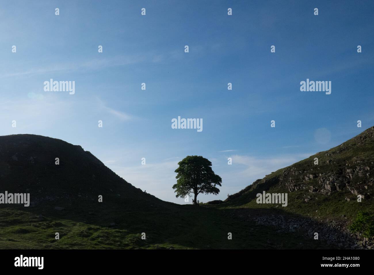 The Sycamore Gap Tree or Robin Hood Tree is a sycamore tree standing ...