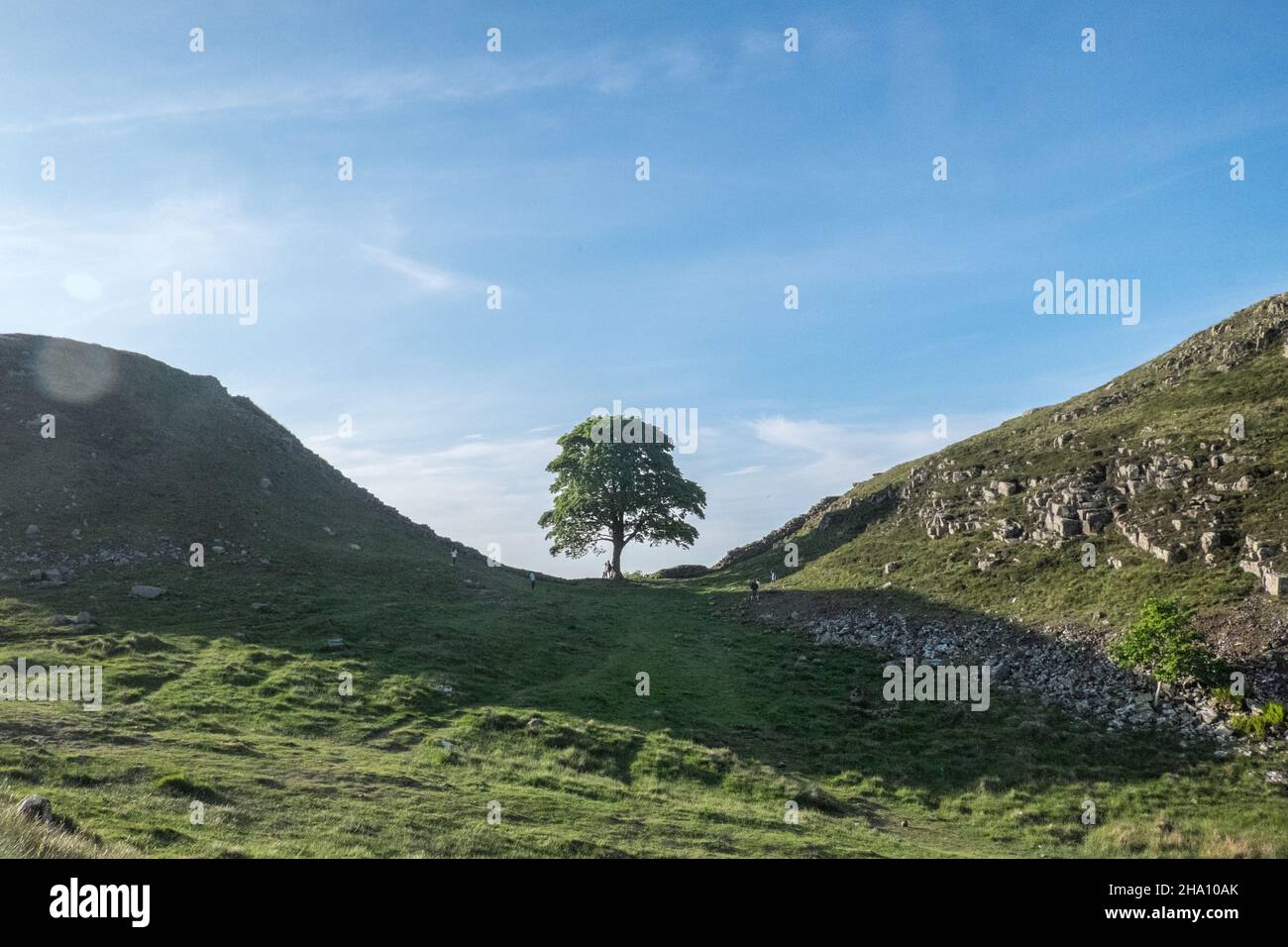 The Sycamore Gap Tree or Robin Hood Tree is a sycamore tree standing ...