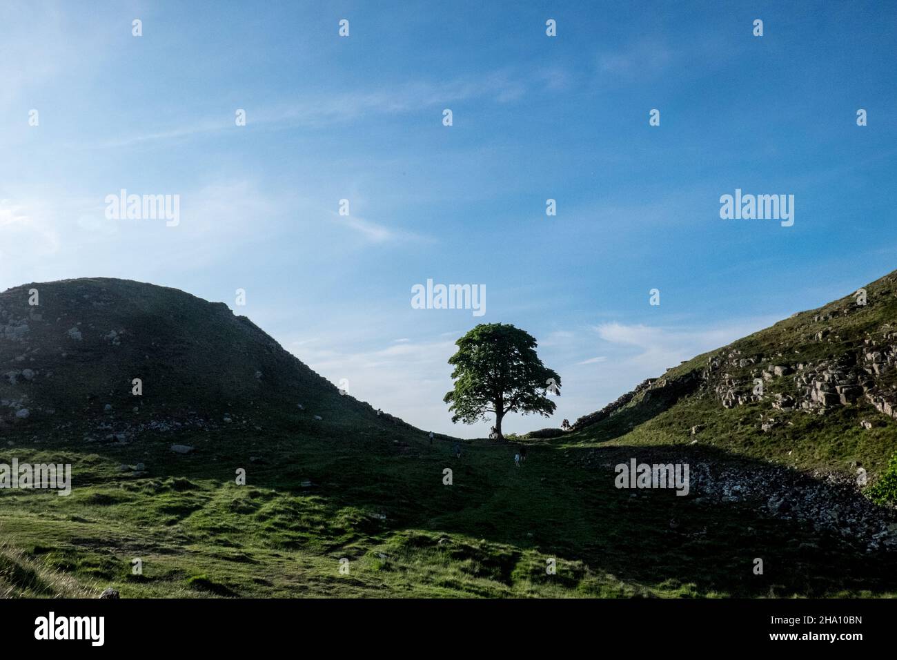 The Sycamore Gap Tree or Robin Hood Tree is a sycamore tree standing ...