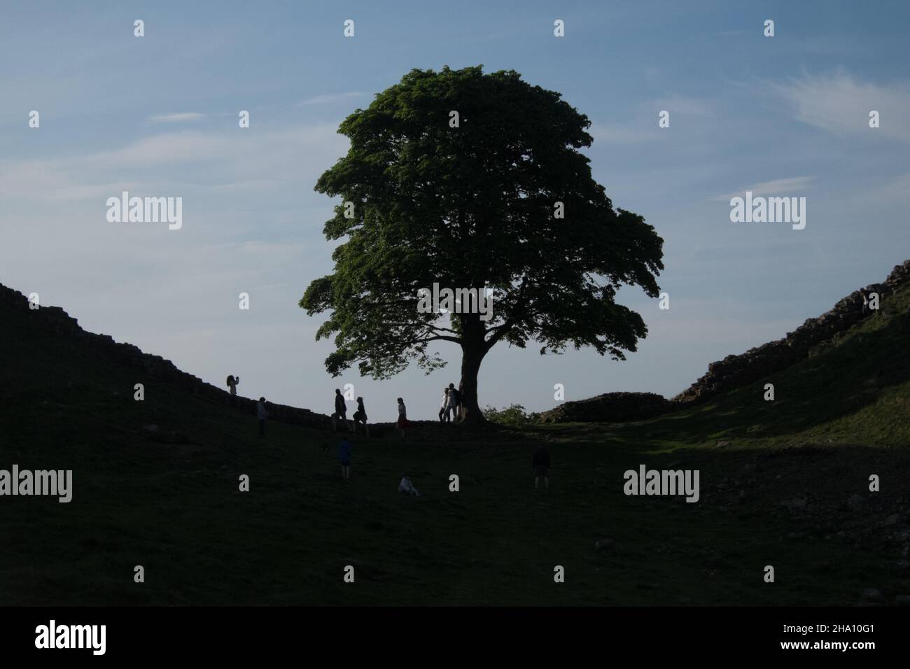 The Sycamore Gap Tree or Robin Hood Tree is a sycamore tree standing ...