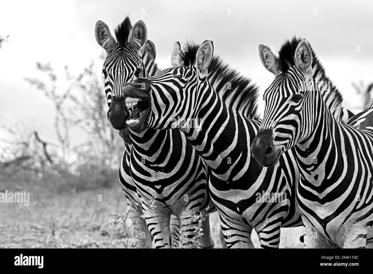 Zebra Stallions 13829 BW Stock Photo - Alamy