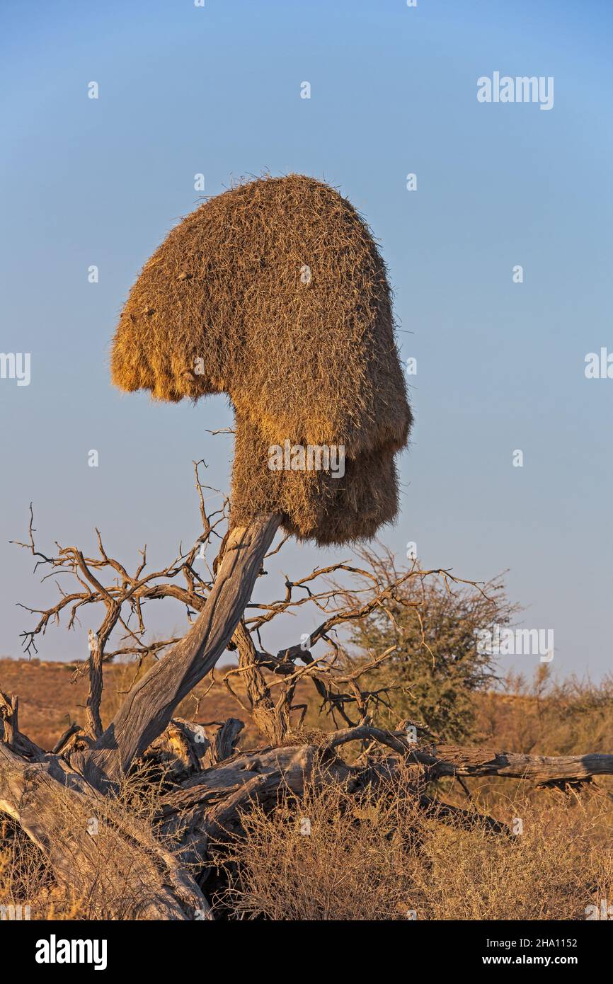 Colony african weaver birds hi-res stock photography and images - Alamy