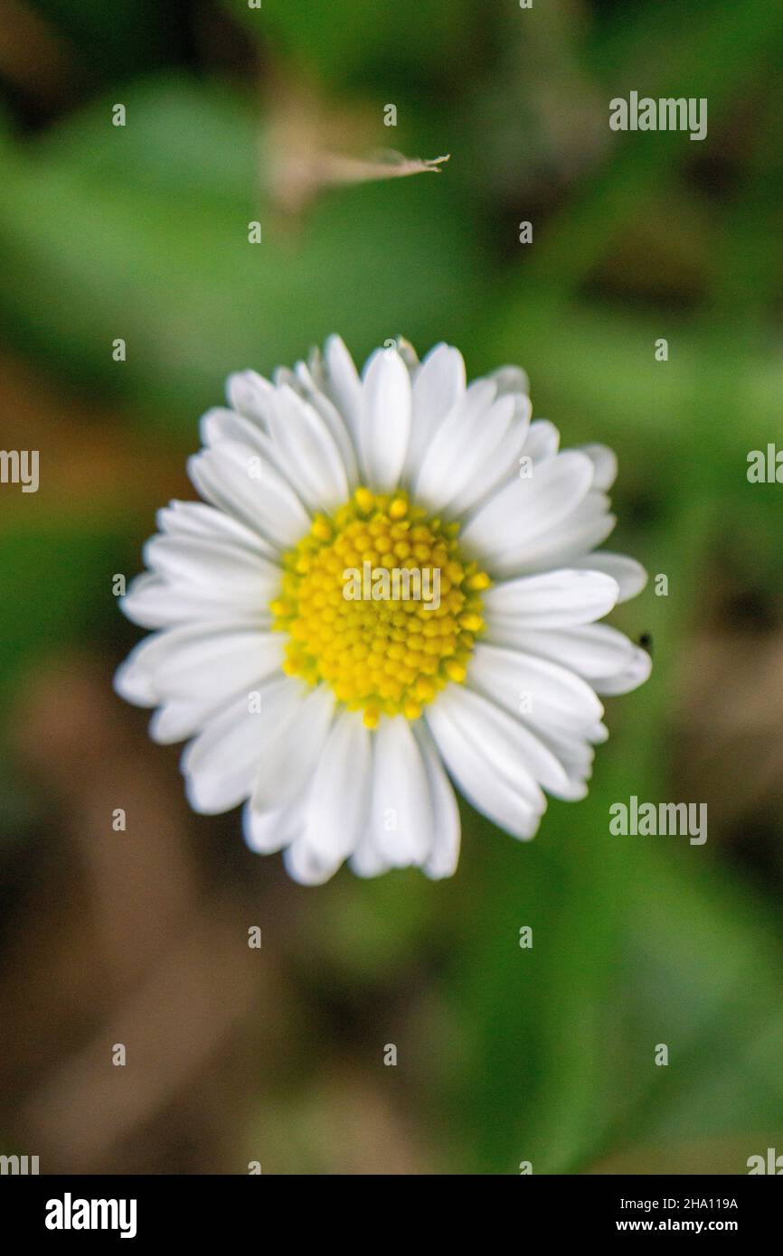 Vertical top view of a gorgeous little daisy under bright sunlight on a ...