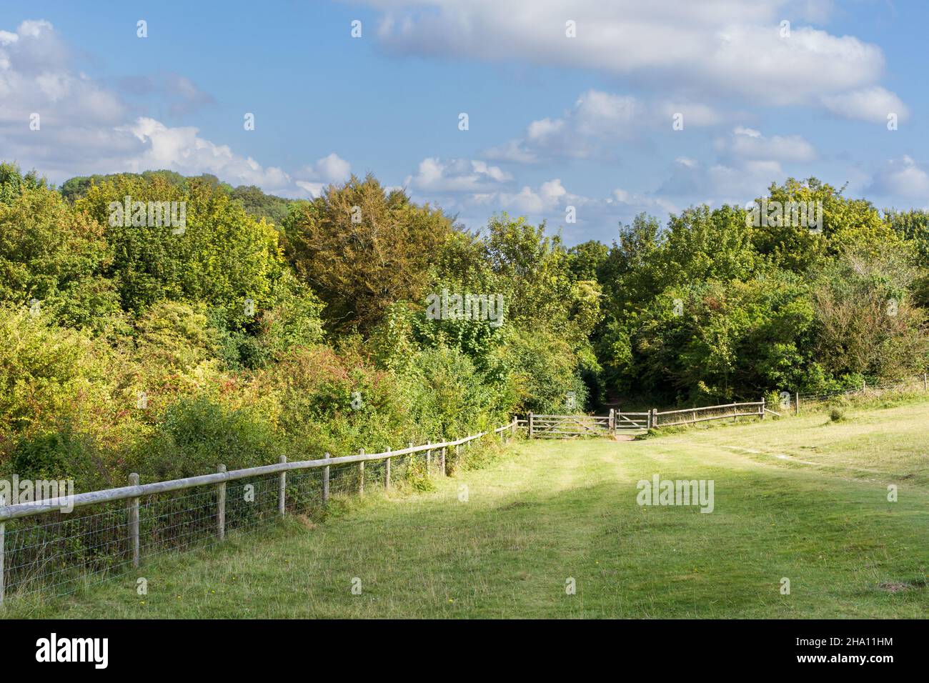 View of trees, green field with fence and gate in Dorset, England Stock ...