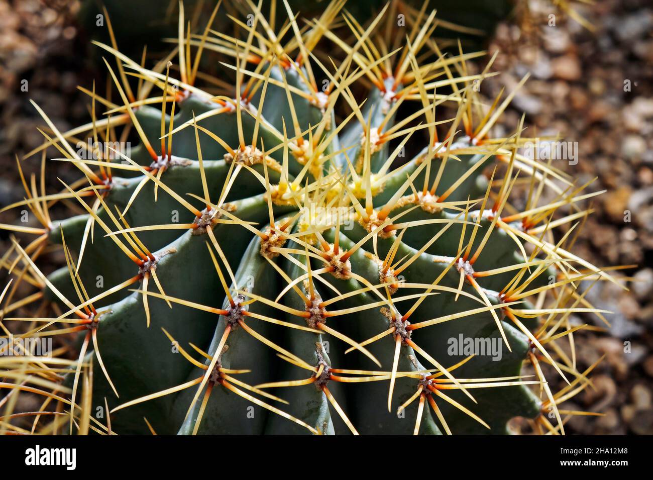 Cactus on desert garden, Rio de Janeiro Stock Photo - Alamy
