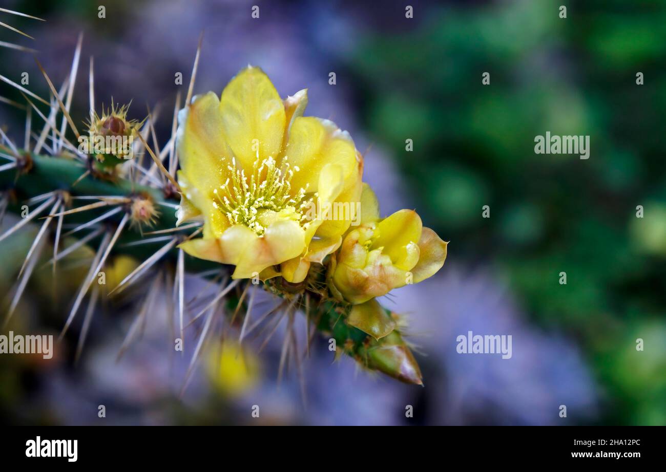 Opuntia cactaceae hi-res stock photography and images - Alamy