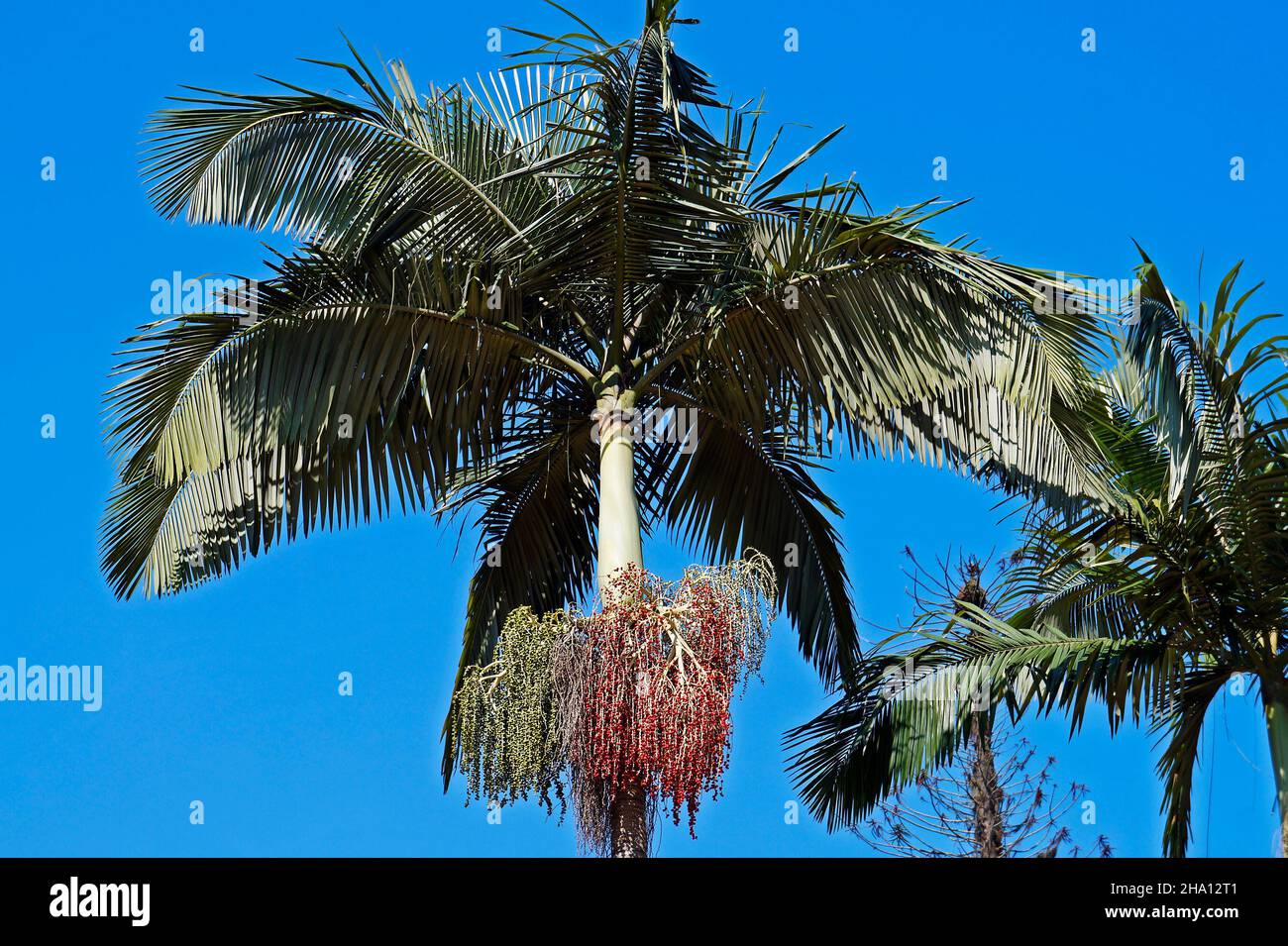 Palm tree fruits (Archontophoenix alexandrae) on tropical rainforest ...
