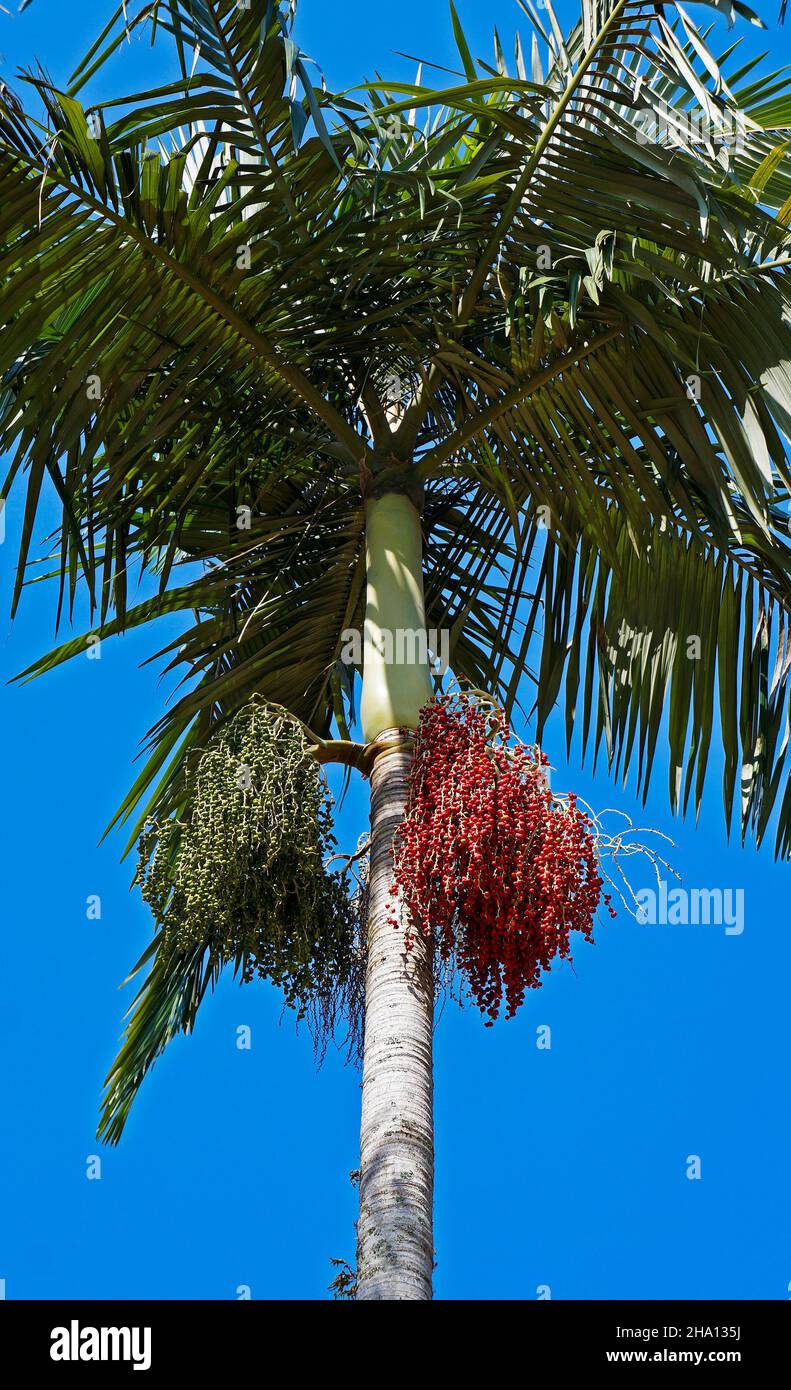 Palm tree fruits (Archontophoenix alexandrae) on tropical rainforest ...