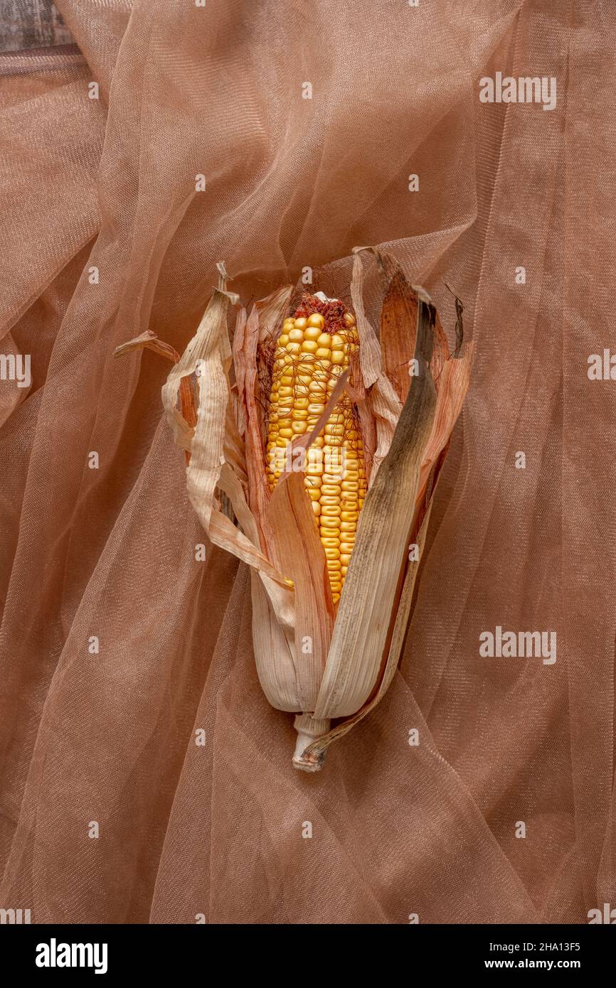 Dried corn on the cob on tulle cloth Stock Photo - Alamy