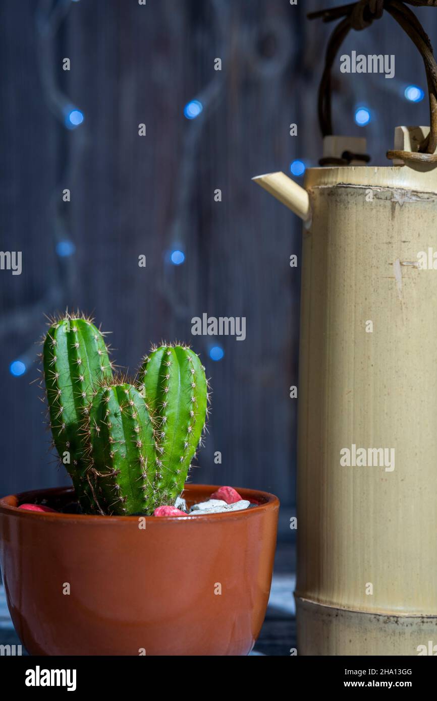 Cereus cactus in clay pot with bamboo pitcher Stock Photo - Alamy
