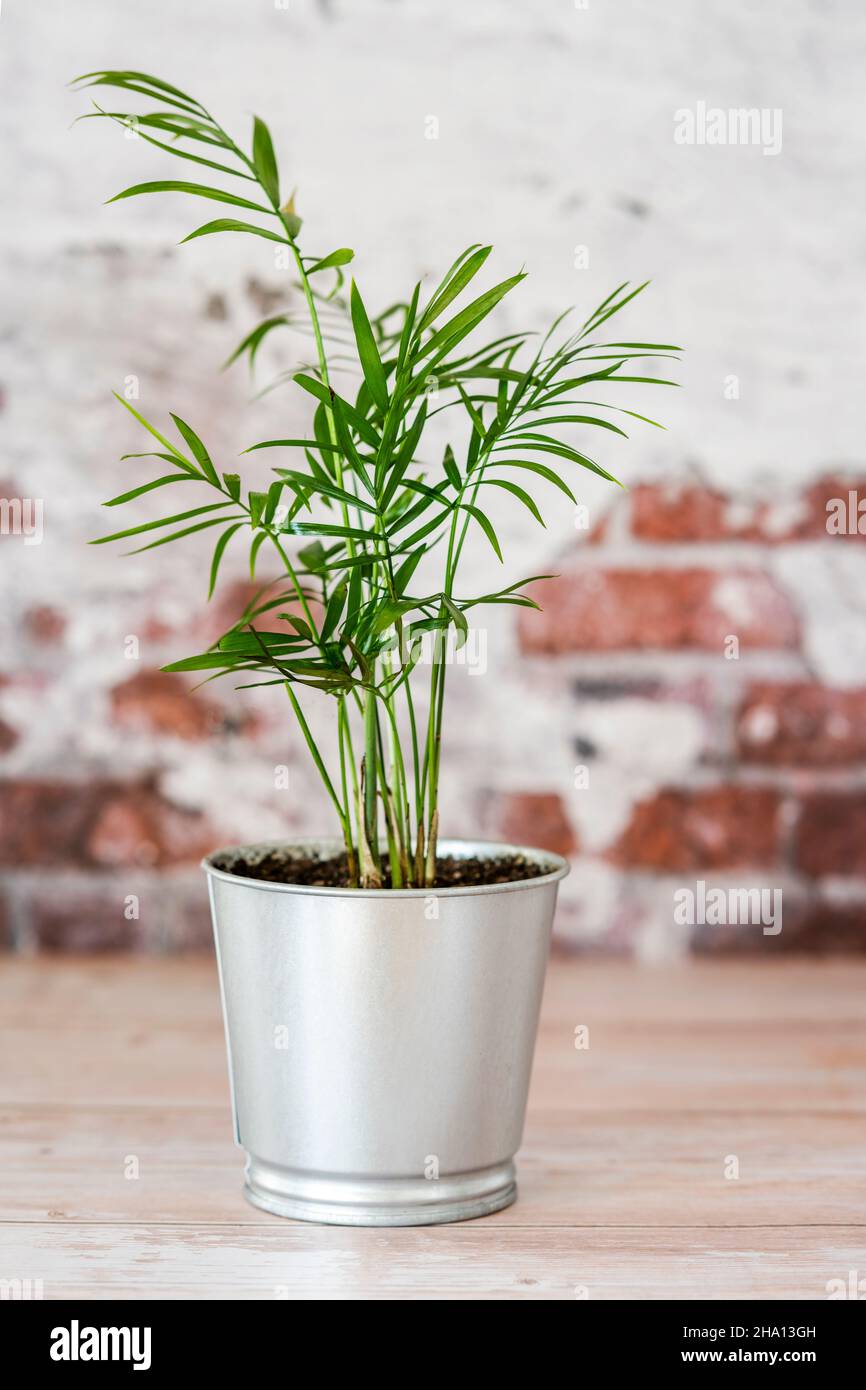 Chamaedorea elegans. Known as "living room palm". This plant is native ...