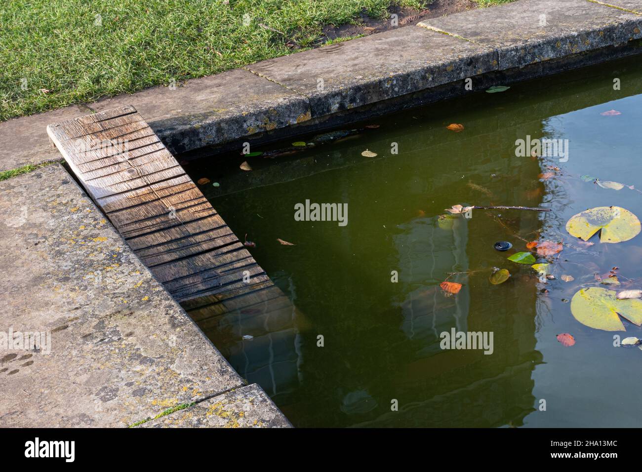 A ramp (plank of wood) in the corner of a garden pond to enable ...