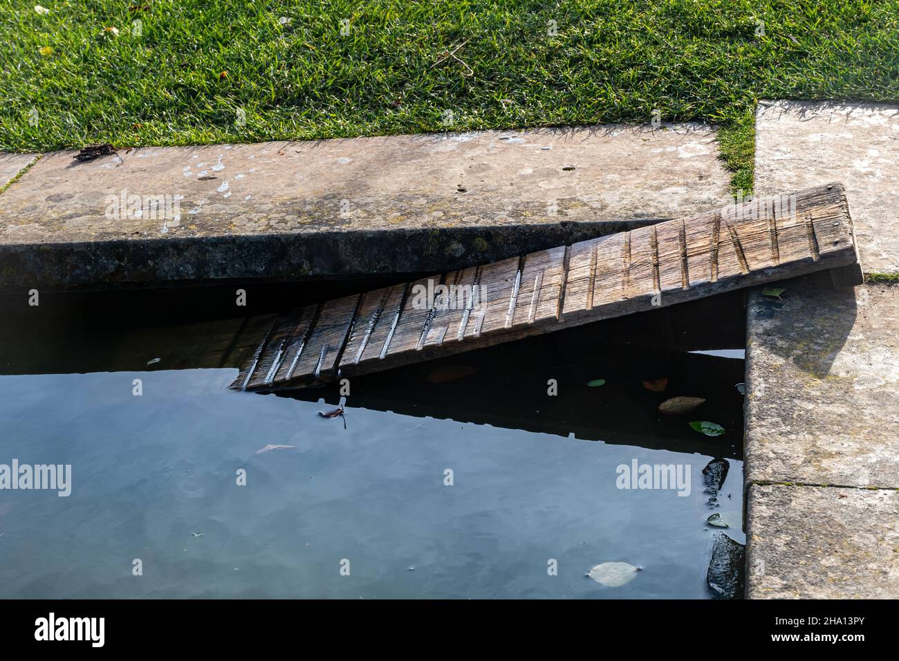 A ramp (plank of wood) in the corner of a garden pond to enable ...