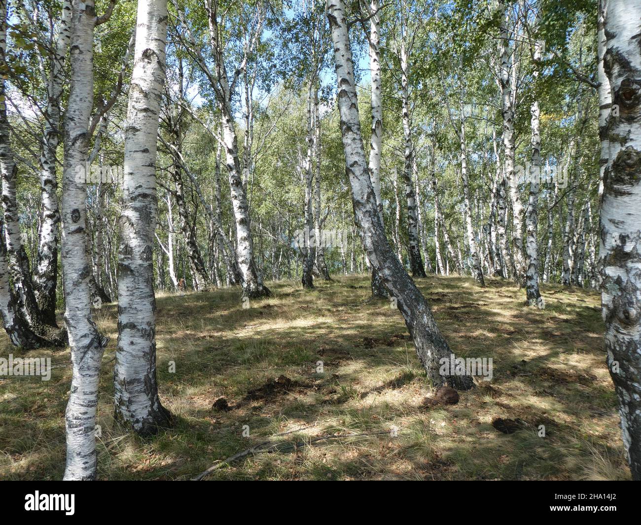 Sunny birch forest in summertime Stock Photo - Alamy