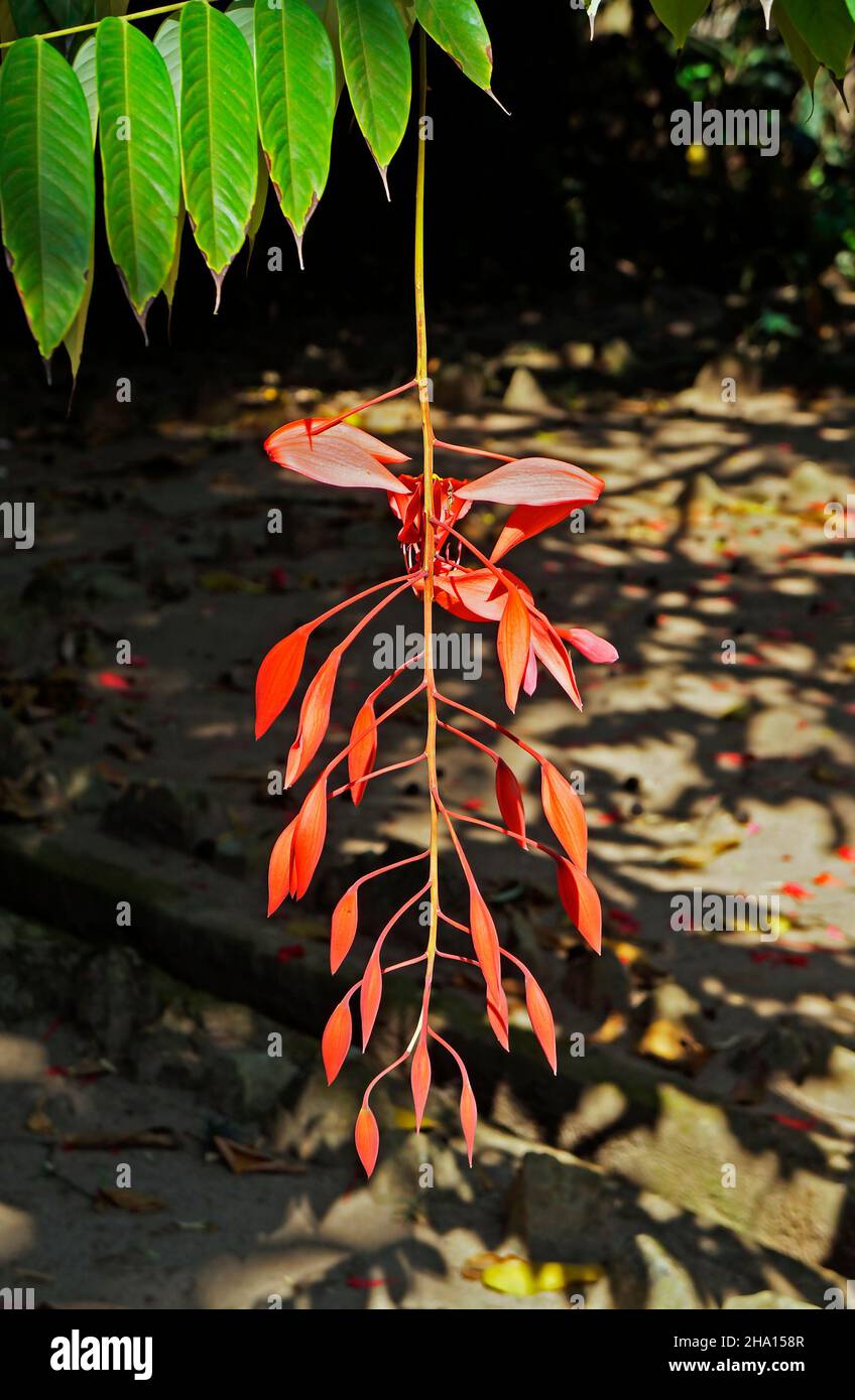 Pride of Burma flower (Amherstia nobilis Stock Photo - Alamy