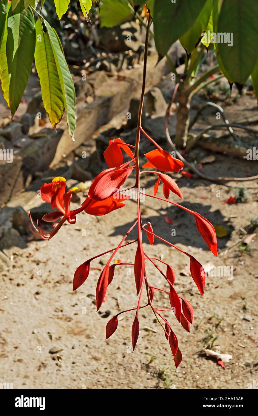 Pride of Burma flower (Amherstia nobilis Stock Photo - Alamy