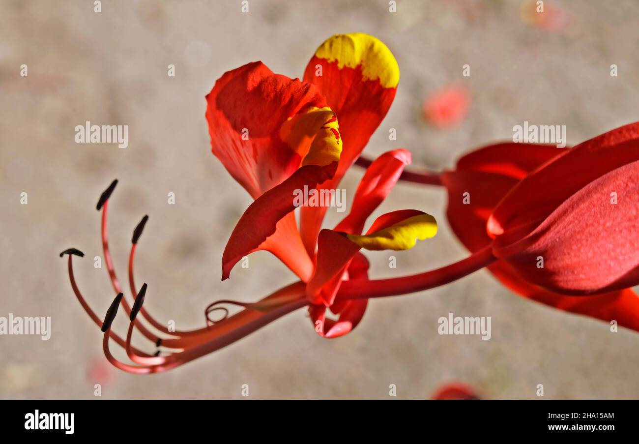 Pride of Burma flower (Amherstia nobilis Stock Photo - Alamy