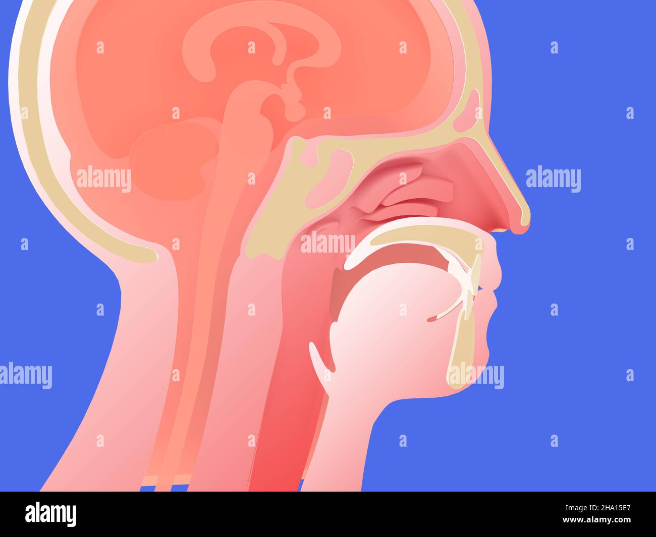 Anatomical 3d illustration of the human head and inside the nose (ENT ...