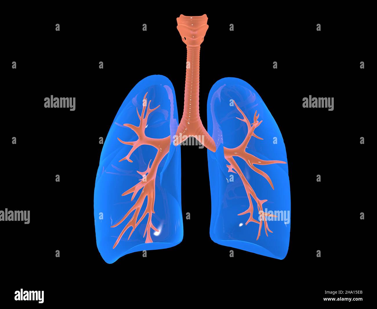 Anatomical 3d illustration of the lungs. Image of bright colors cut out ...
