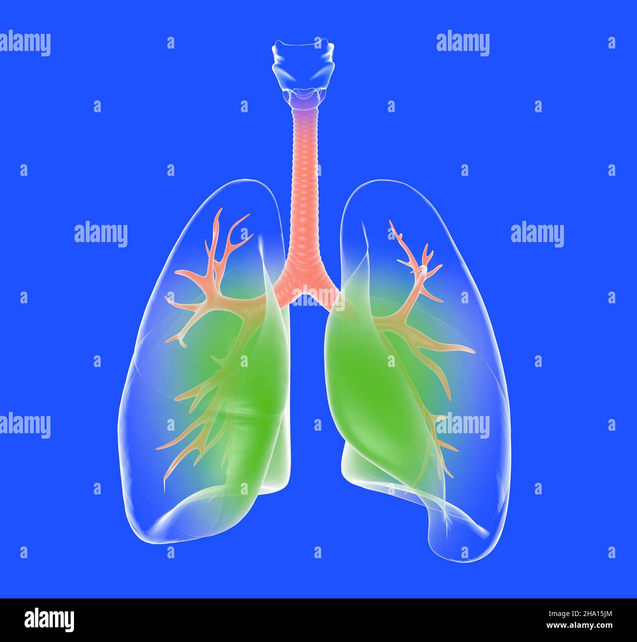 Transparent anatomical 3d illustration of the lungs. Image of bright ...