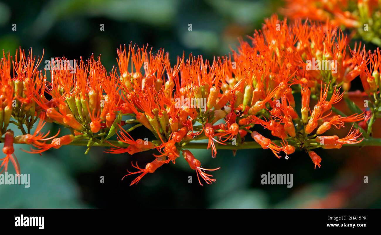 Orange Flame Vine or Chameleon Vine (Combretum coccineum Stock Photo ...