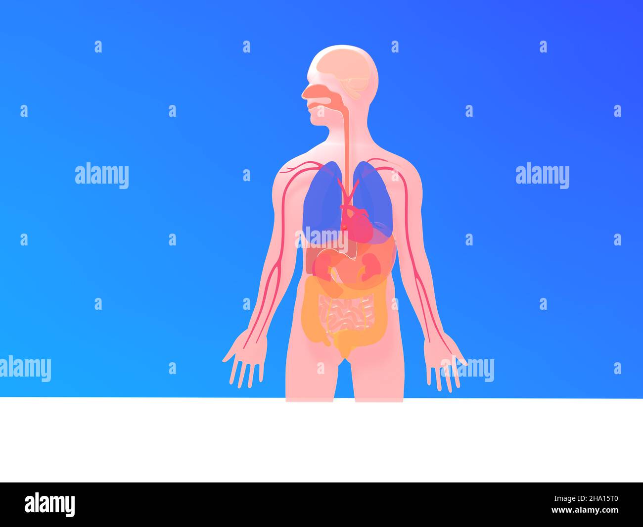 Anatomical 3d illustration of internal organs. Flat image from the ...