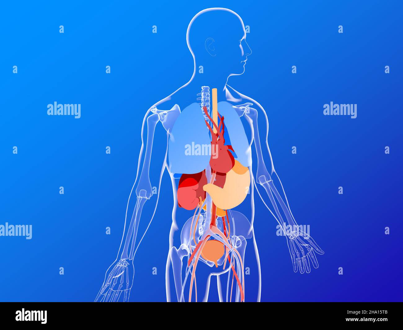 Anatomical 3d illustration of internal organs on the silhouette of the ...