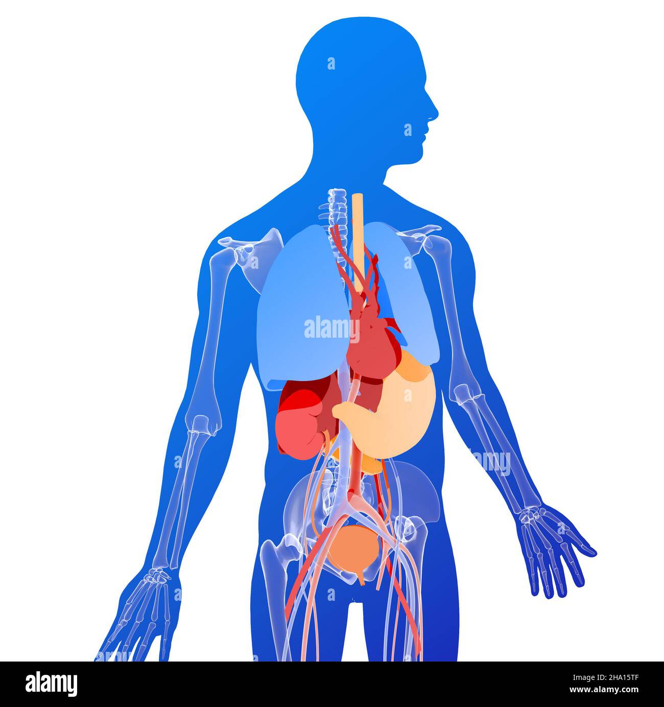 Human silhouette with organs hi-res stock photography and images - Alamy