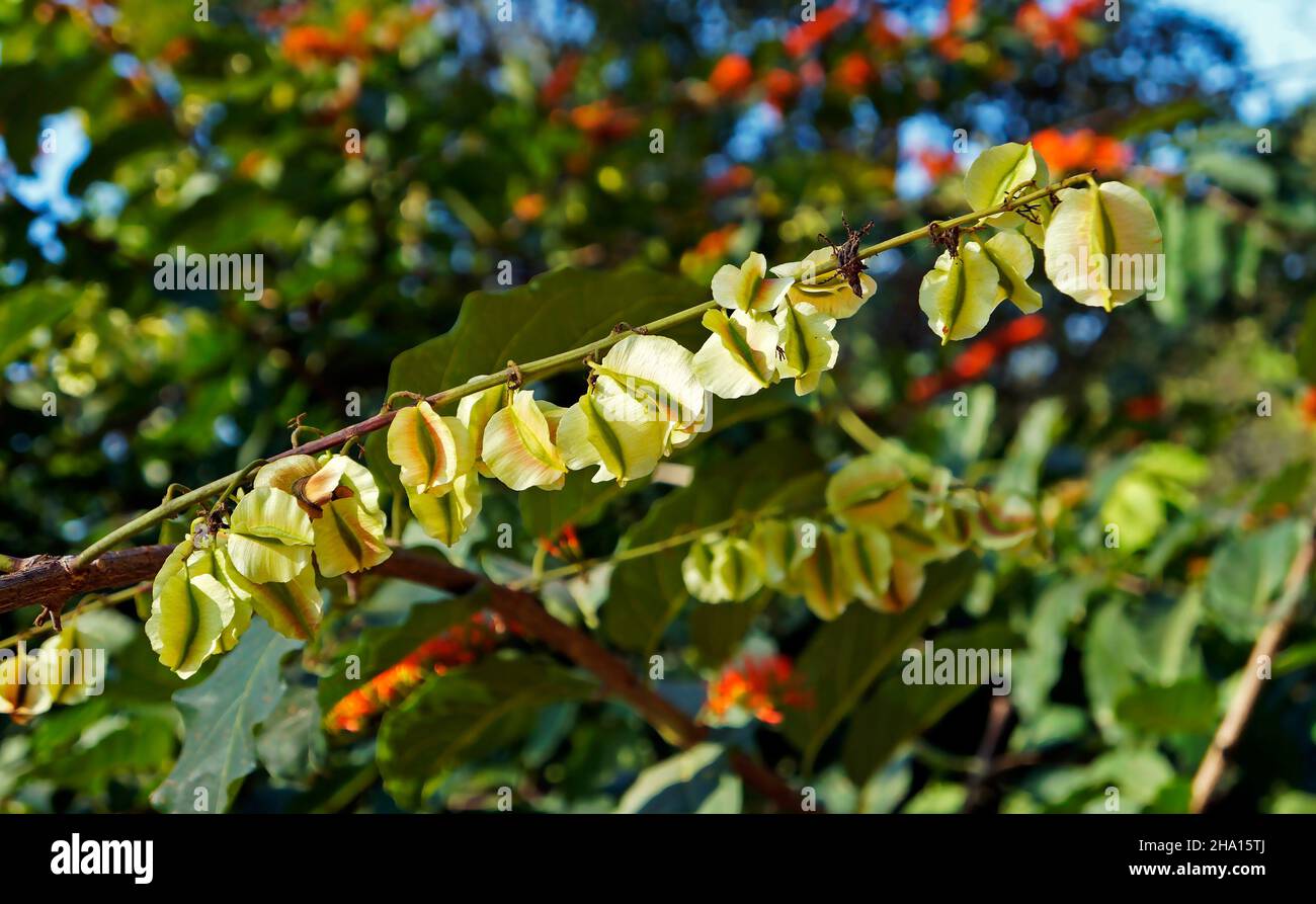 Orange Flame Vine seeds (Combretum coccineum Stock Photo - Alamy