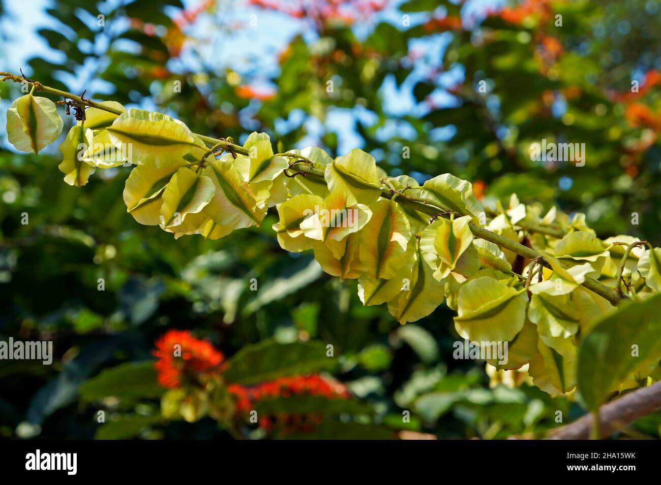 Combretum vine hi-res stock photography and images - Alamy