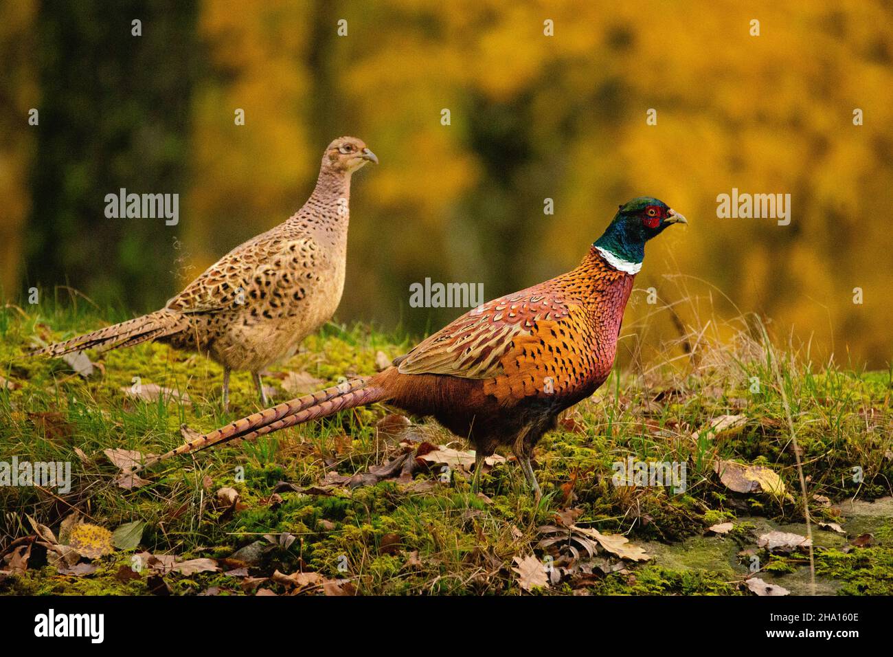 Male and female pheasants hi-res stock photography and images - Alamy